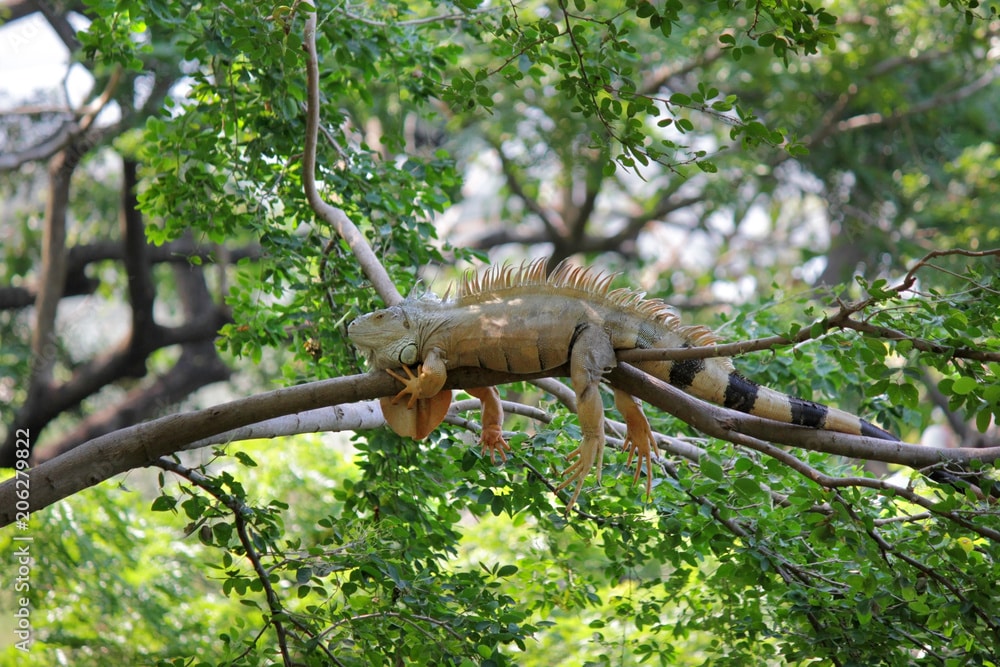 Discover Costa Rica Wildlife Sanctuary | Monkeys in Guanacaste
