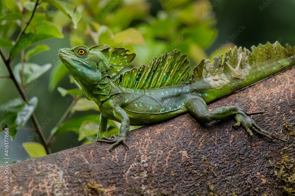 Discover Costa Rica Wildlife Sanctuary | Monkeys in Guanacaste