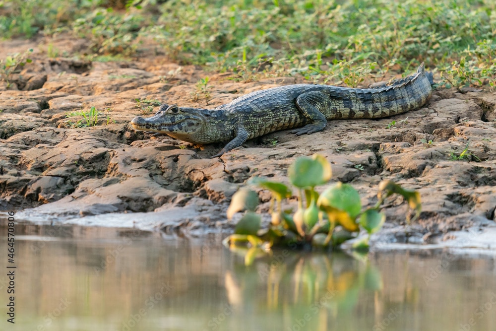 Discover Costa Rica Wildlife Sanctuary | Monkeys in Guanacaste