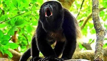 Discover Costa Rica Wildlife Sanctuary | Monkeys in Guanacaste